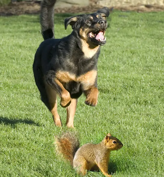 5 Impulse Control Exercises to Tame Your Dogs Chase Drive